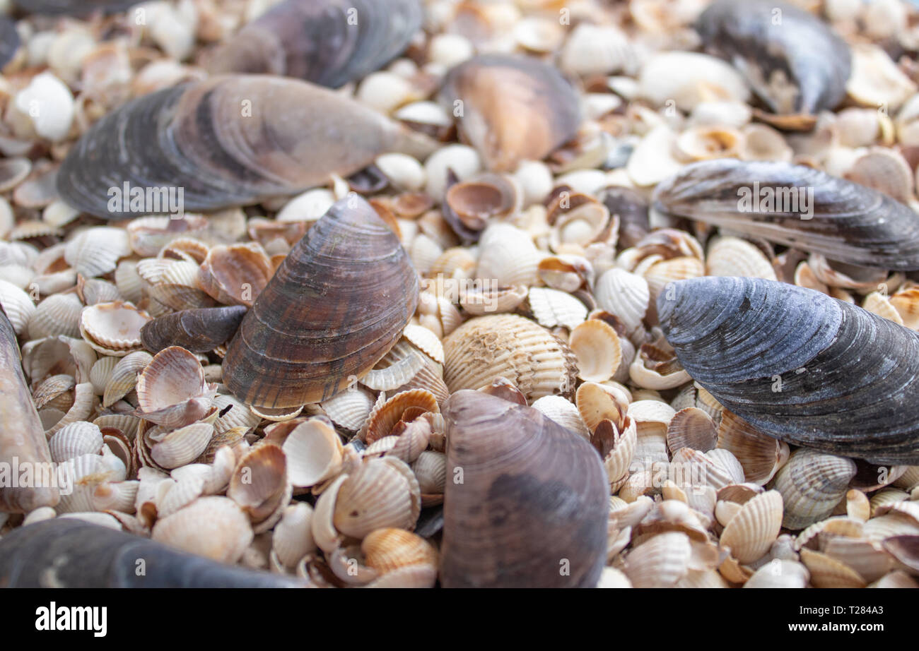 Seashell texture hi-res stock photography and images - Alamy