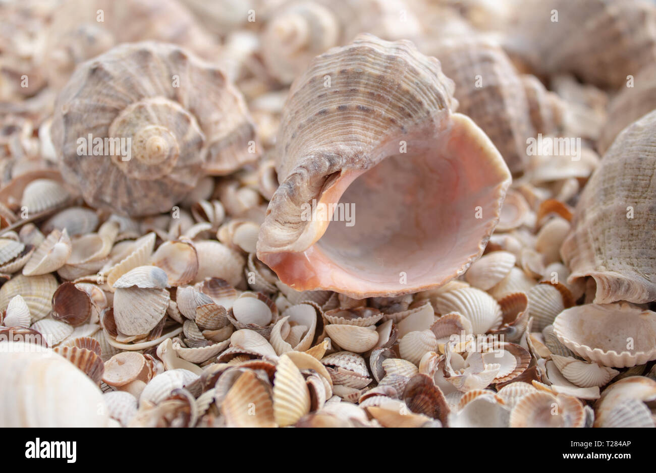 Sea theme background with shells scattered close-up. Sea shell ...