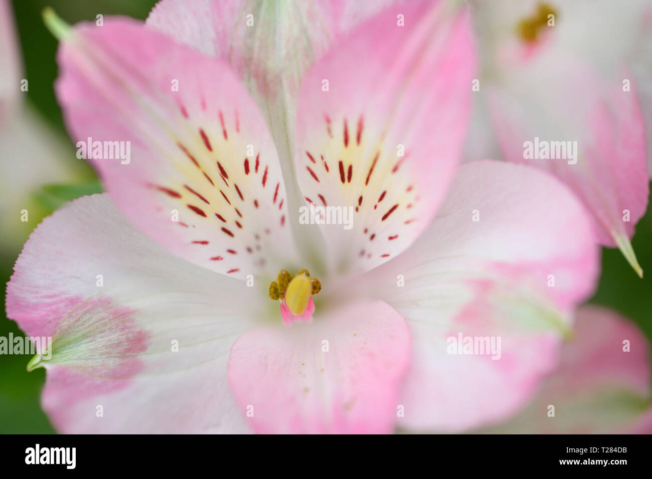 Close up of pink Alstromeria or Peruvian lily flower head with stamen ...