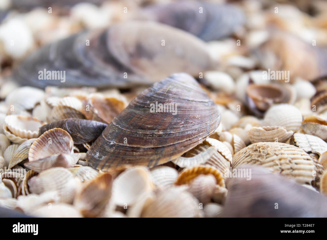 Sea theme background with shells scattered close-up. Sea shell ...