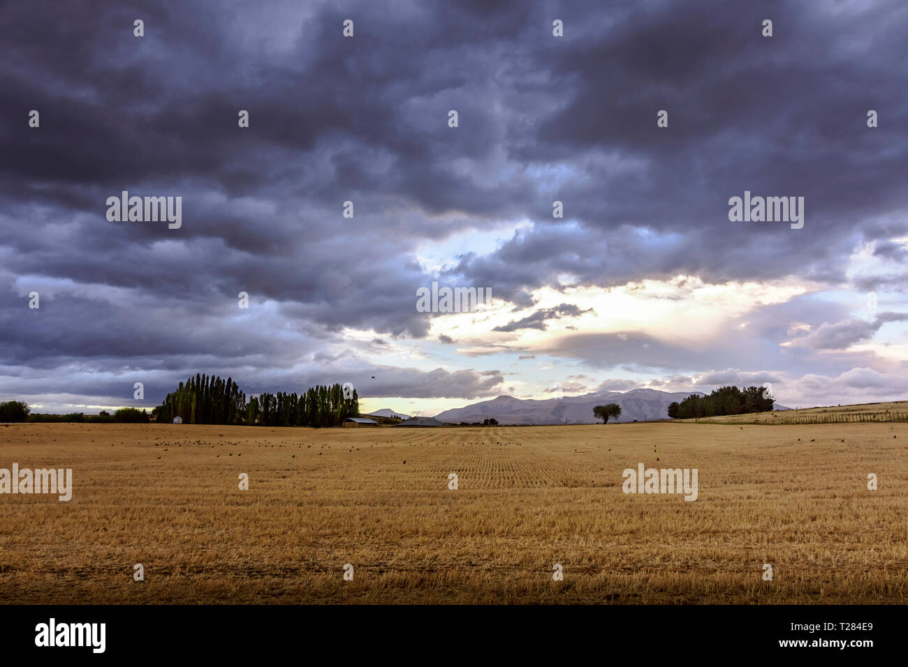 rural scene landscape. field and grass under overcast sky Stock Photo ...