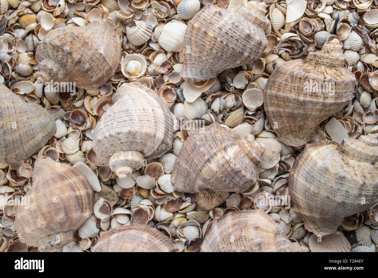 Seashells of different colors. Mollusk shells. Seashell background ...