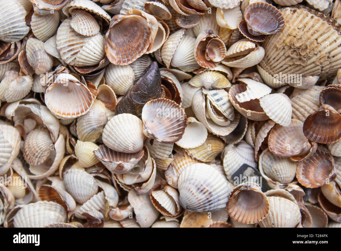 Seashells of different colors. Mollusk shells. Seashell background ...