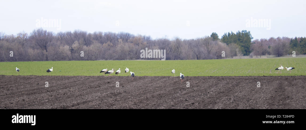 White birds on agricultural field hi-res stock photography and images ...