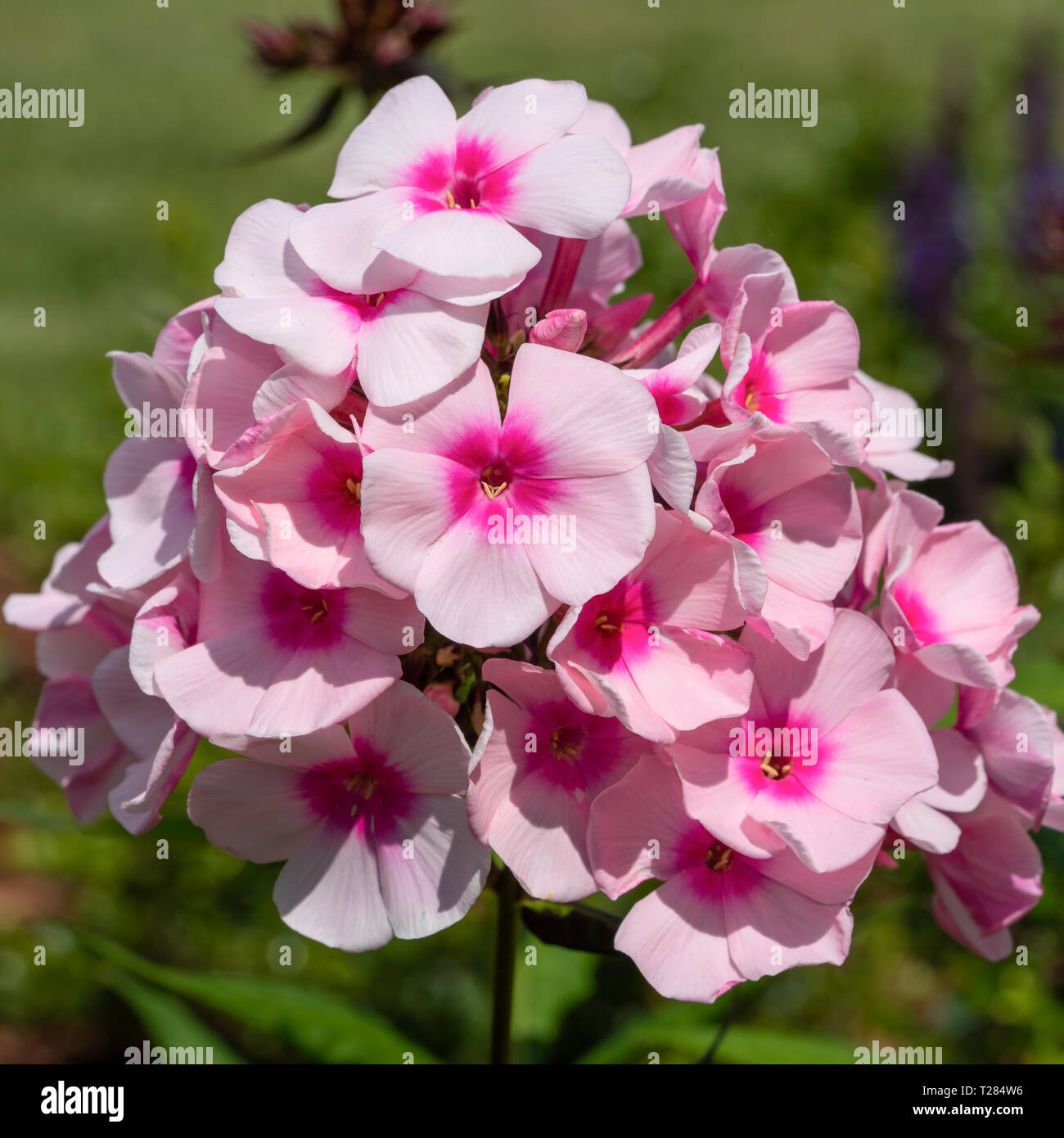 Garden Phlox (Phlox paniculata), flowers of summer Stock Photo - Alamy