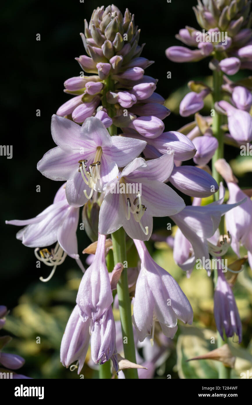 Hosta (Hosta cultivar), close up to the flower head Stock Photo - Alamy