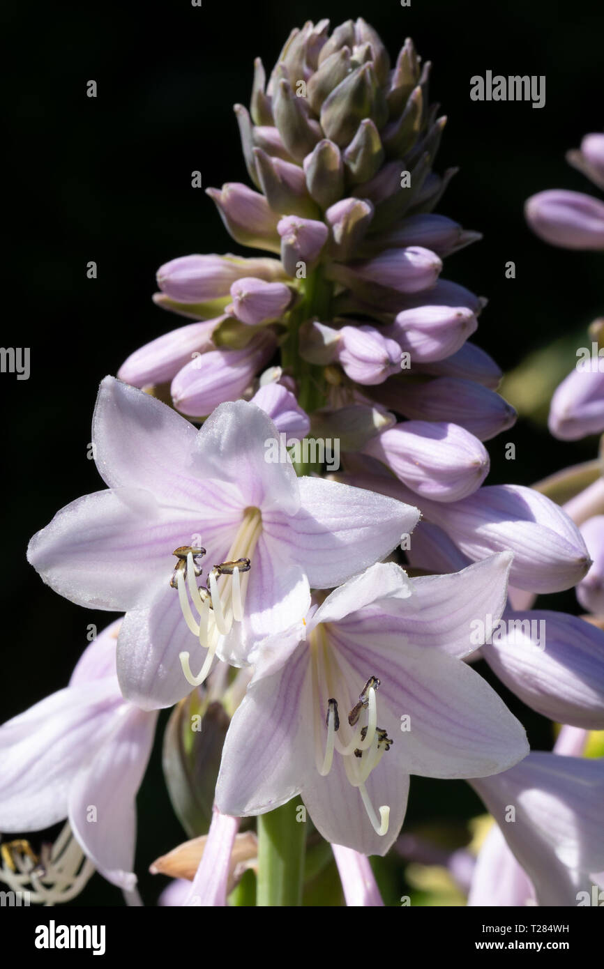 Hosta (Hosta cultivar), close up to the flower head Stock Photo - Alamy