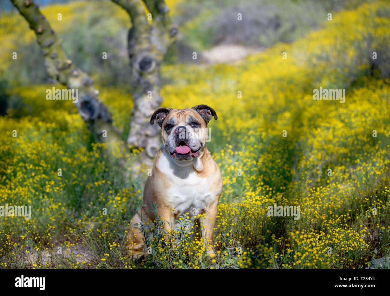 Bulldog posed hi-res stock photography and images - Alamy
