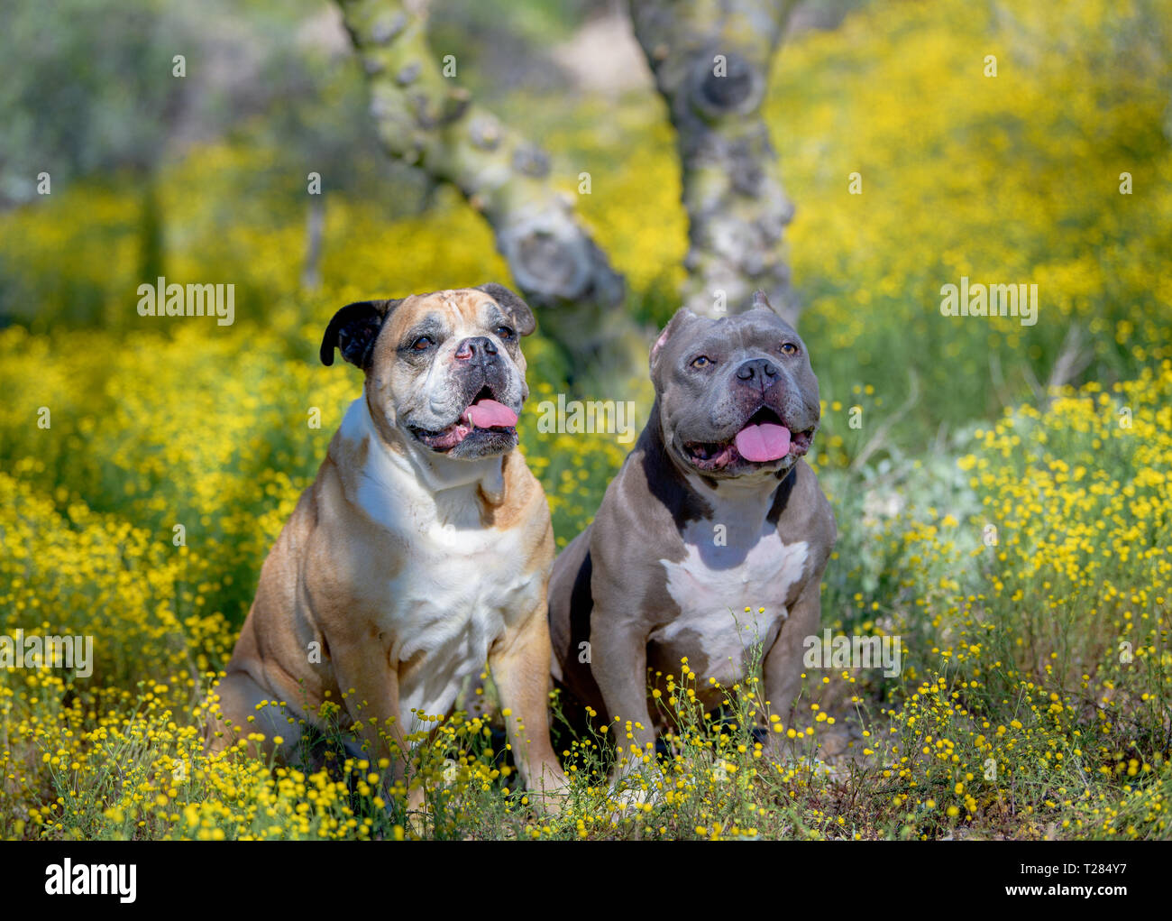 Two dogs posing in the desert super bloom of wildflowers Stock Photo ...