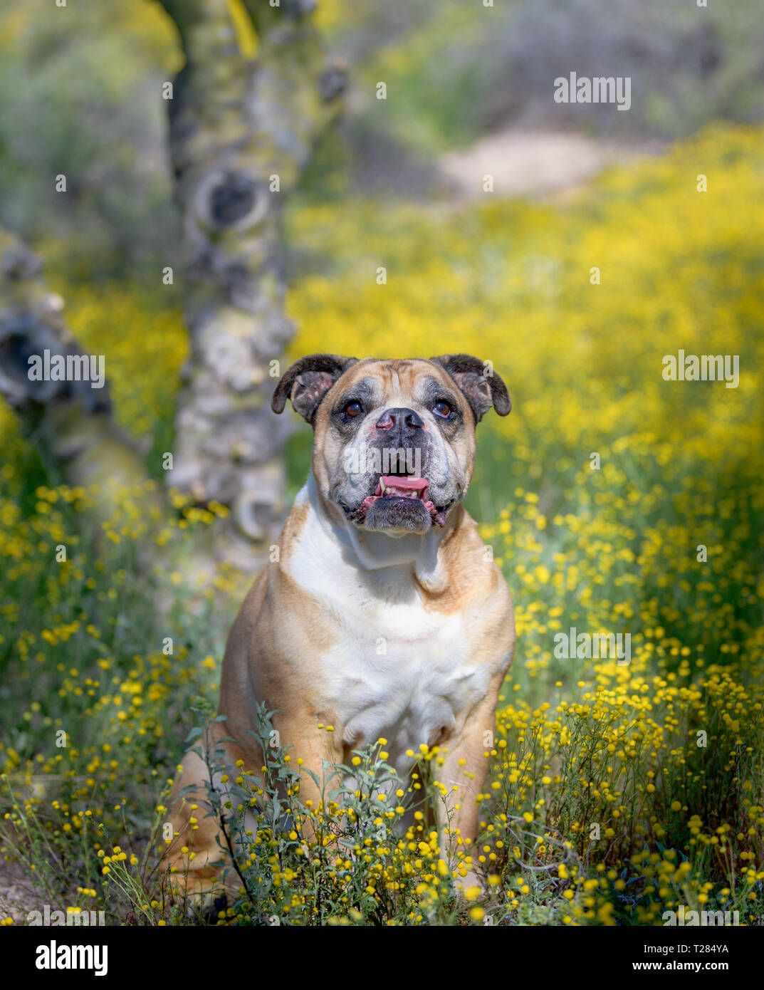 Bulldog posed hi-res stock photography and images - Alamy