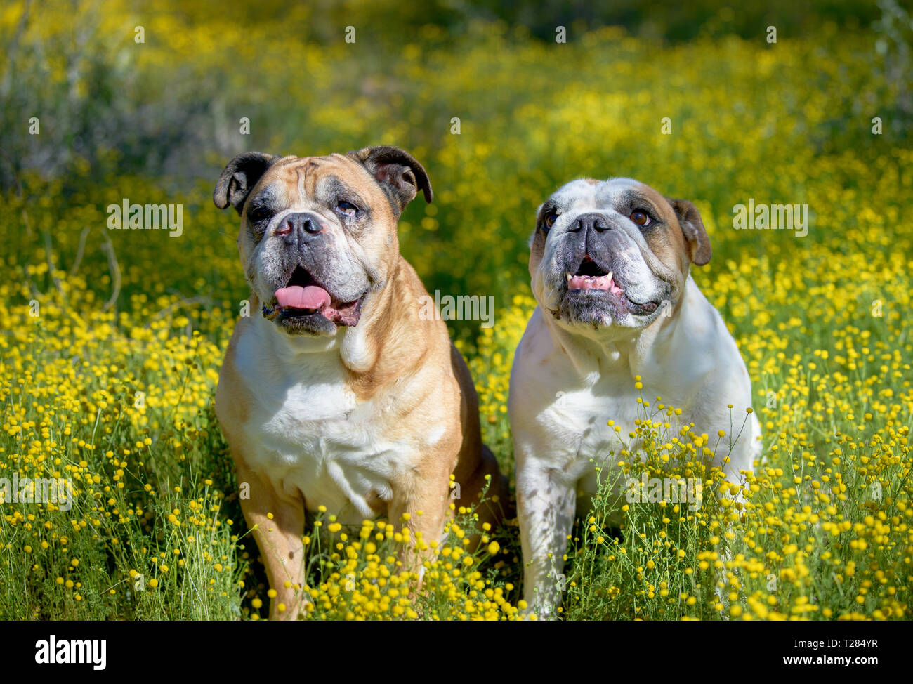 English bulldog posed hi-res stock photography and images - Alamy