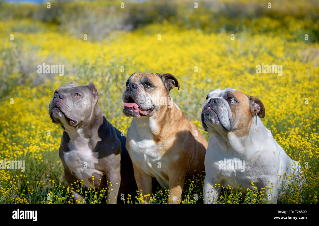 Three dogs sitting in the desert flowers Stock Photo - Alamy