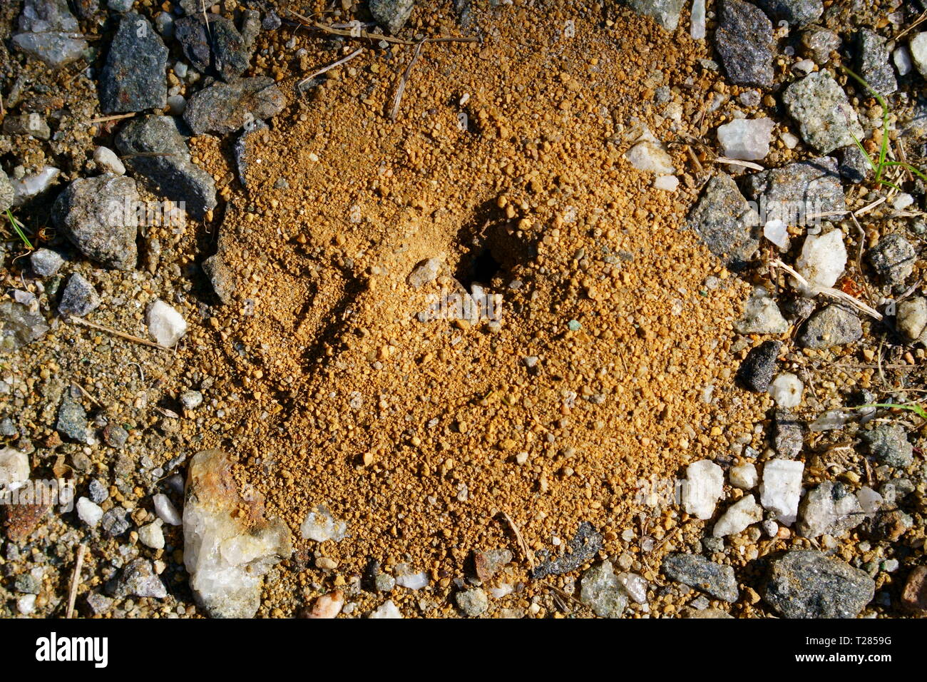 Underground insects hi-res stock photography and images - Alamy