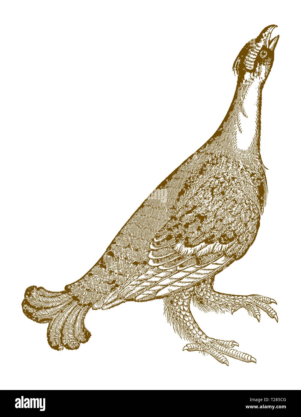 Ruffed Grouse Drawing