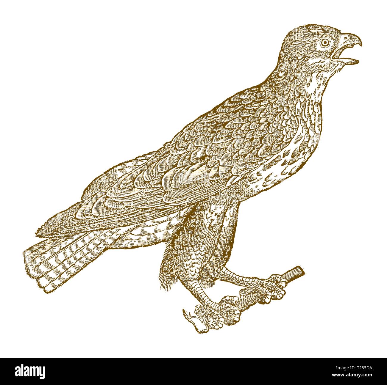 Screaming common buzzard (buteo) sitting on a branch. Illustration ...