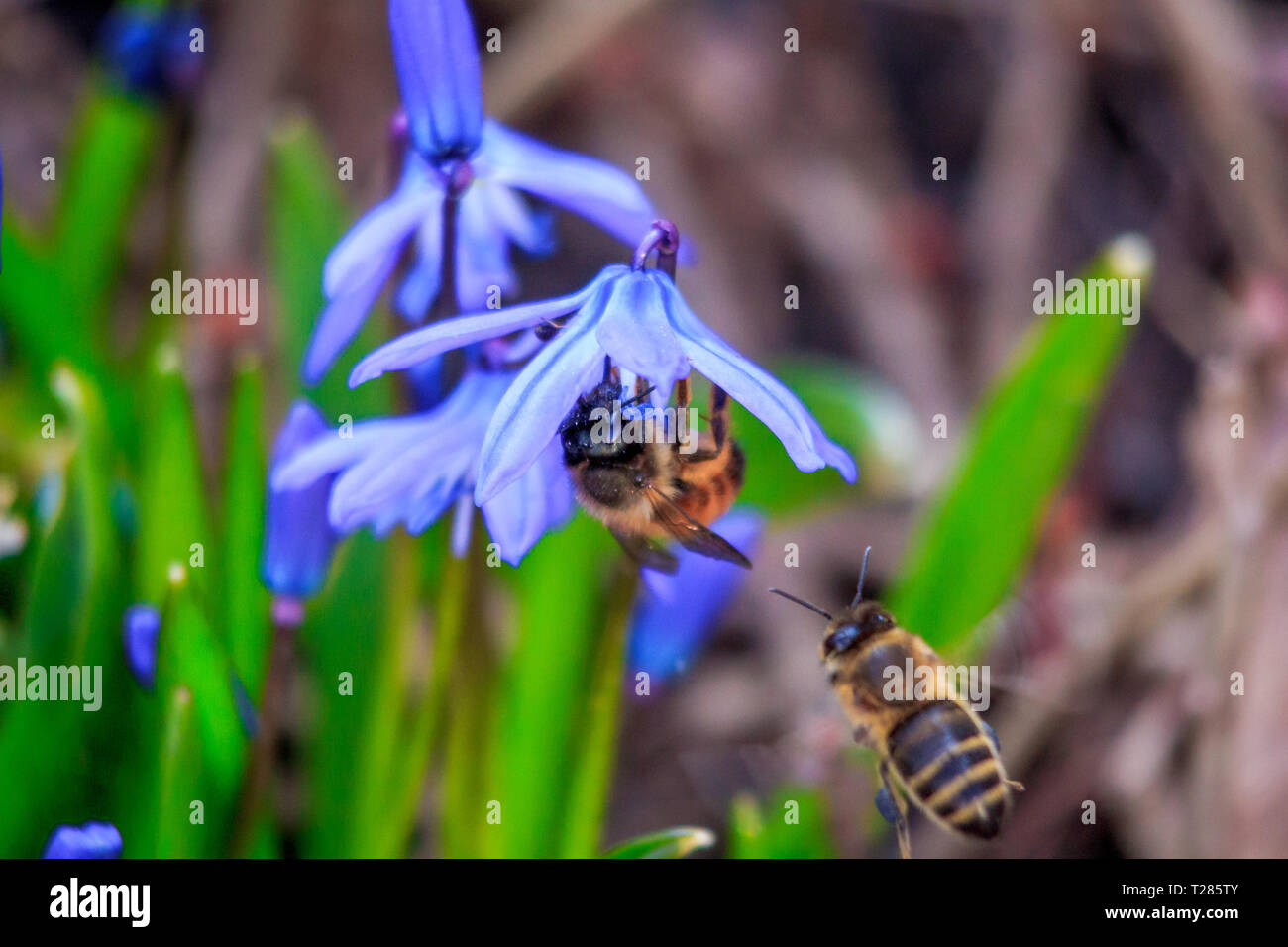 Bees eat from a blue flower. The bee is eating. Blue spring flower ...