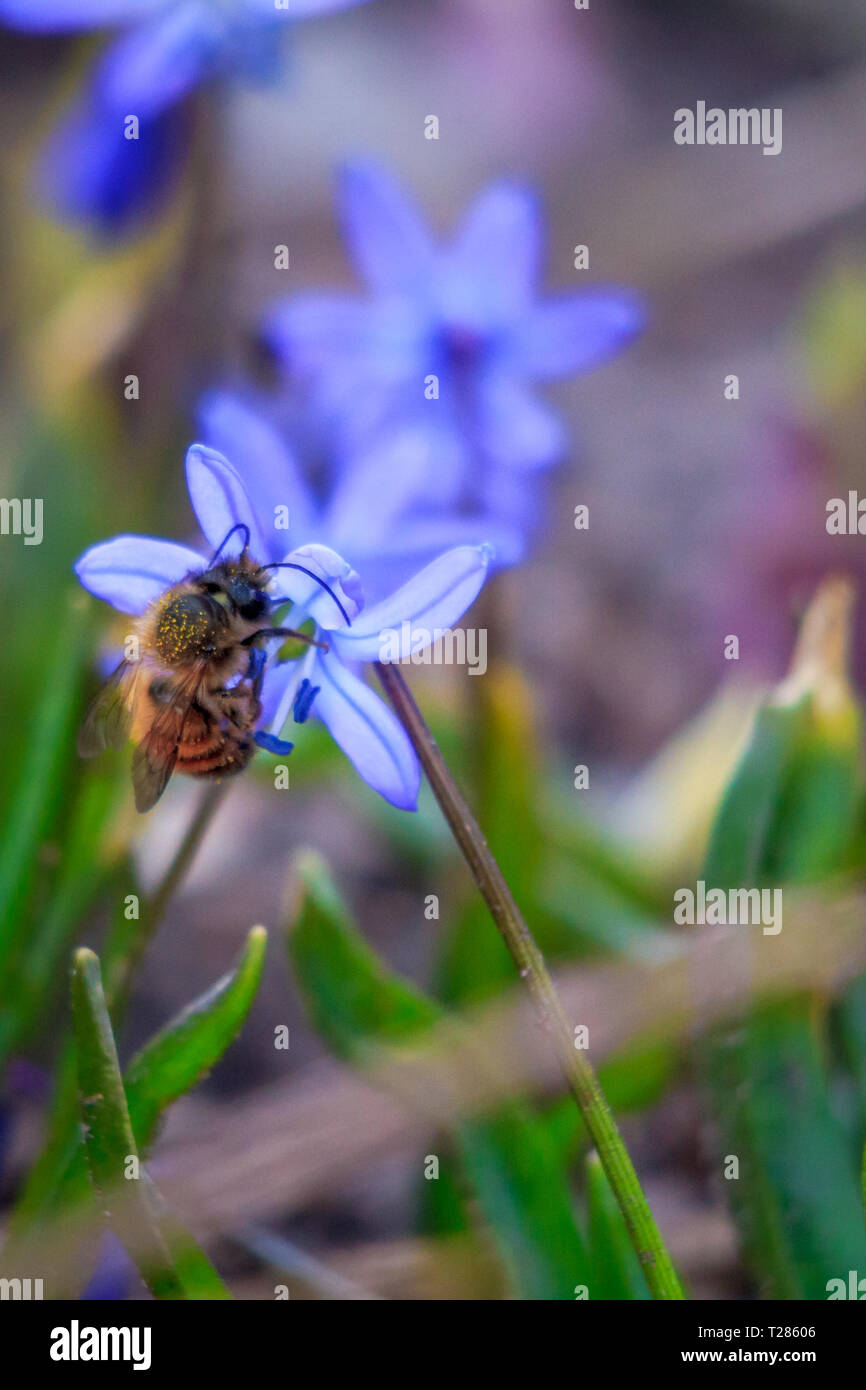 Bees eat from a blue flower. The bee is eating. Blue spring flower ...