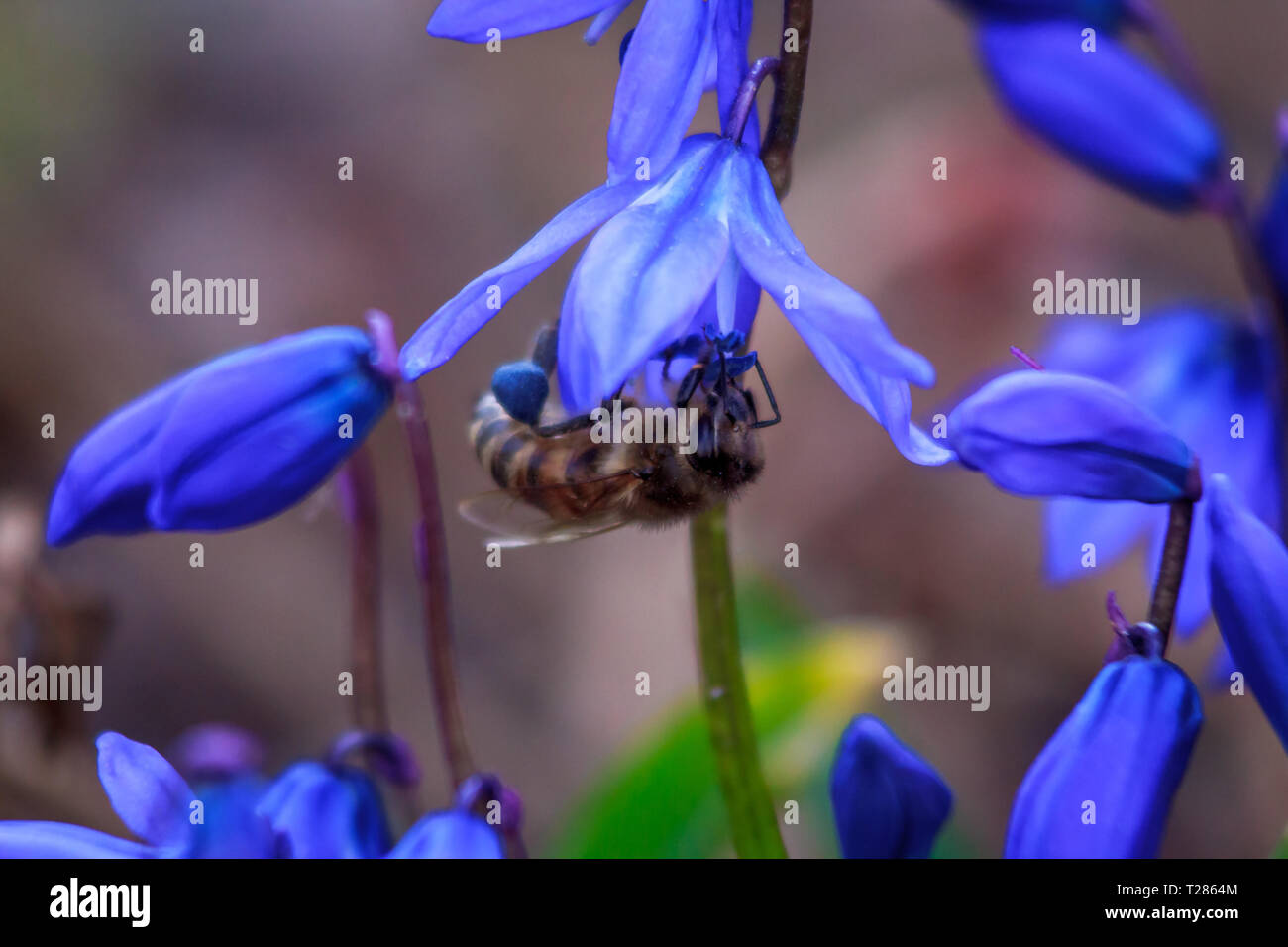 Bees eat from a blue flower. The bee is eating. Blue spring flower ...
