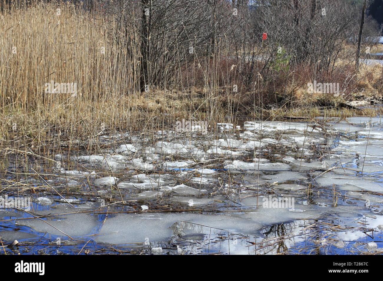 Ice melting in spring. Swedish nature Stock Photo - Alamy