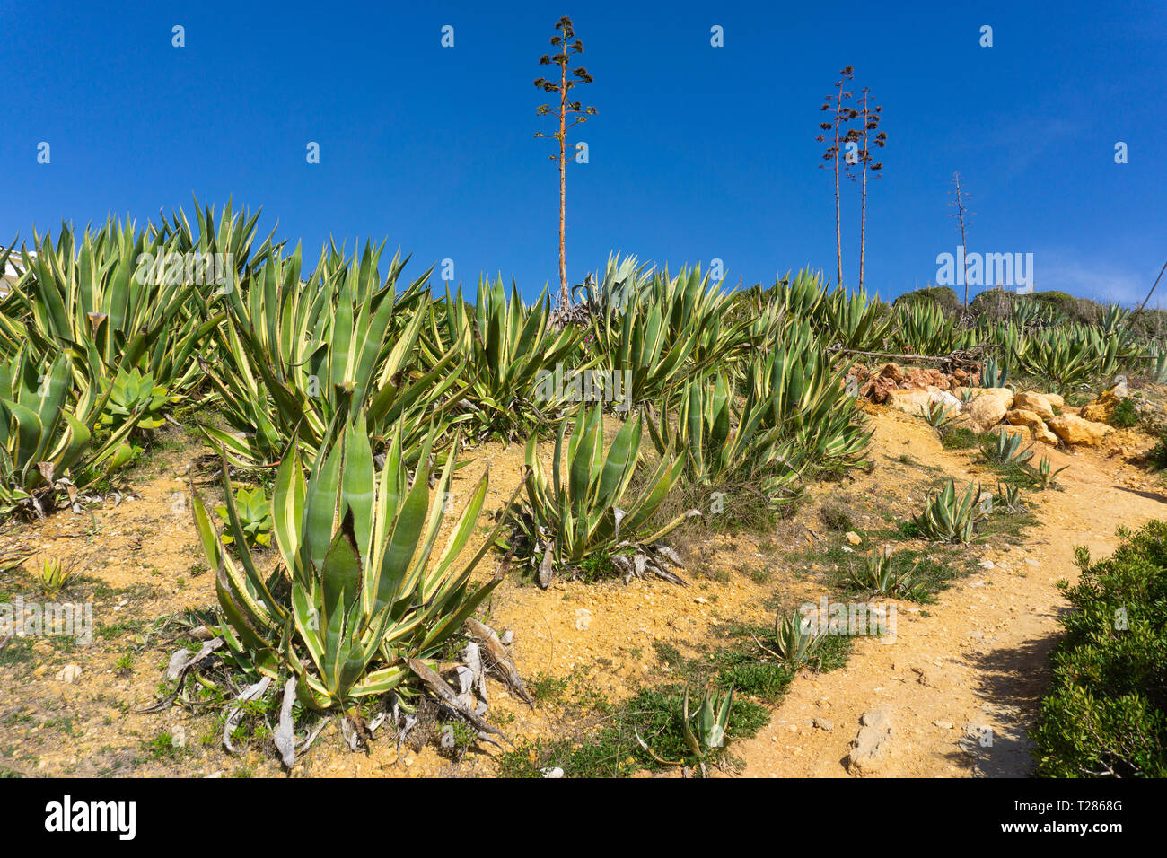 Agave americana variegata hi-res stock photography and images - Alamy