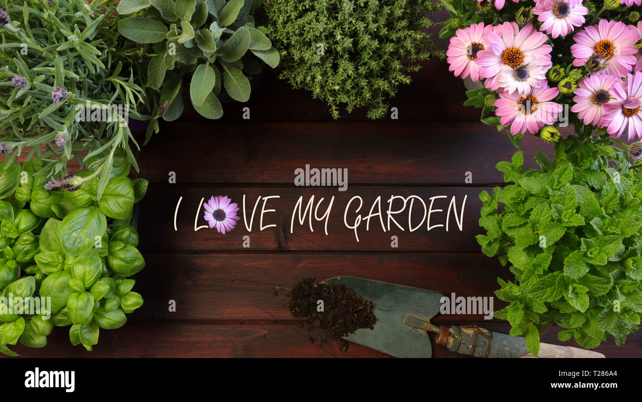 Fresh aromatic plants frame on dark wooden background. Top view with ...