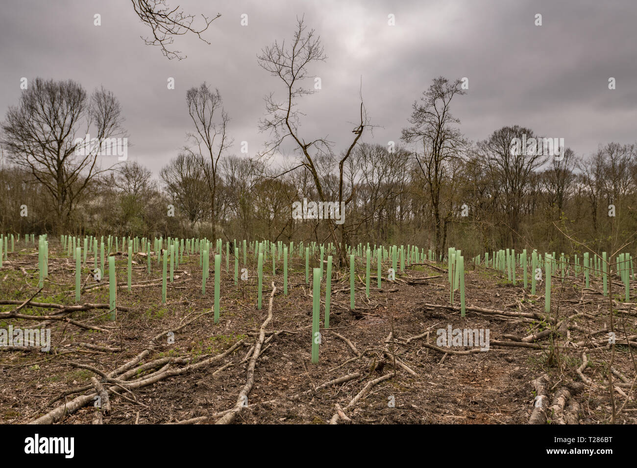tree plantation in ancient woodland Stock Photo - Alamy