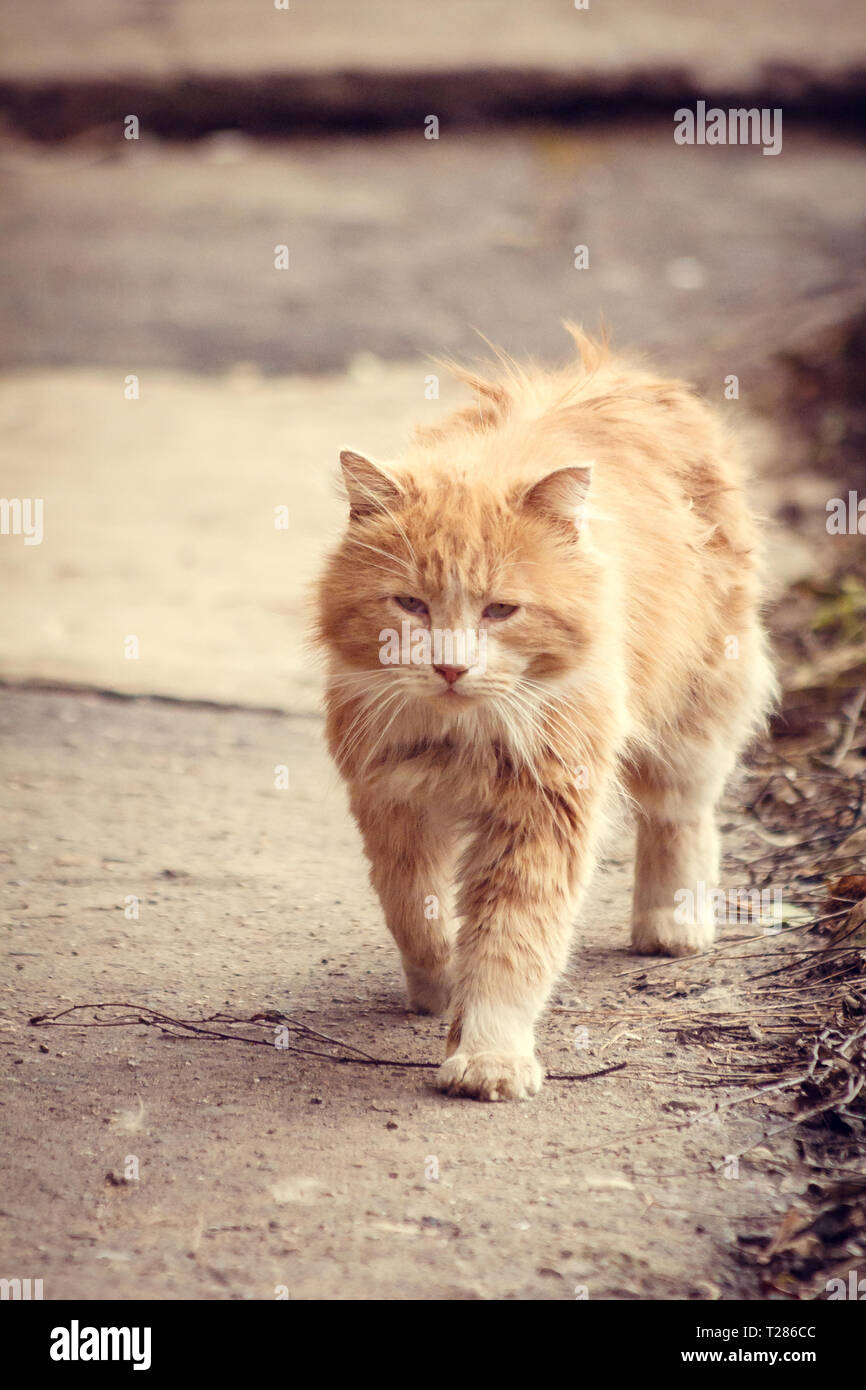 Stray street red cat. Homeless cat. A homeless animal. Cat on the ...