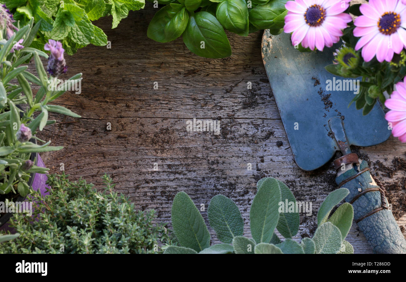 Fresh aromatic plants frame on dark wooden background. Top view with ...