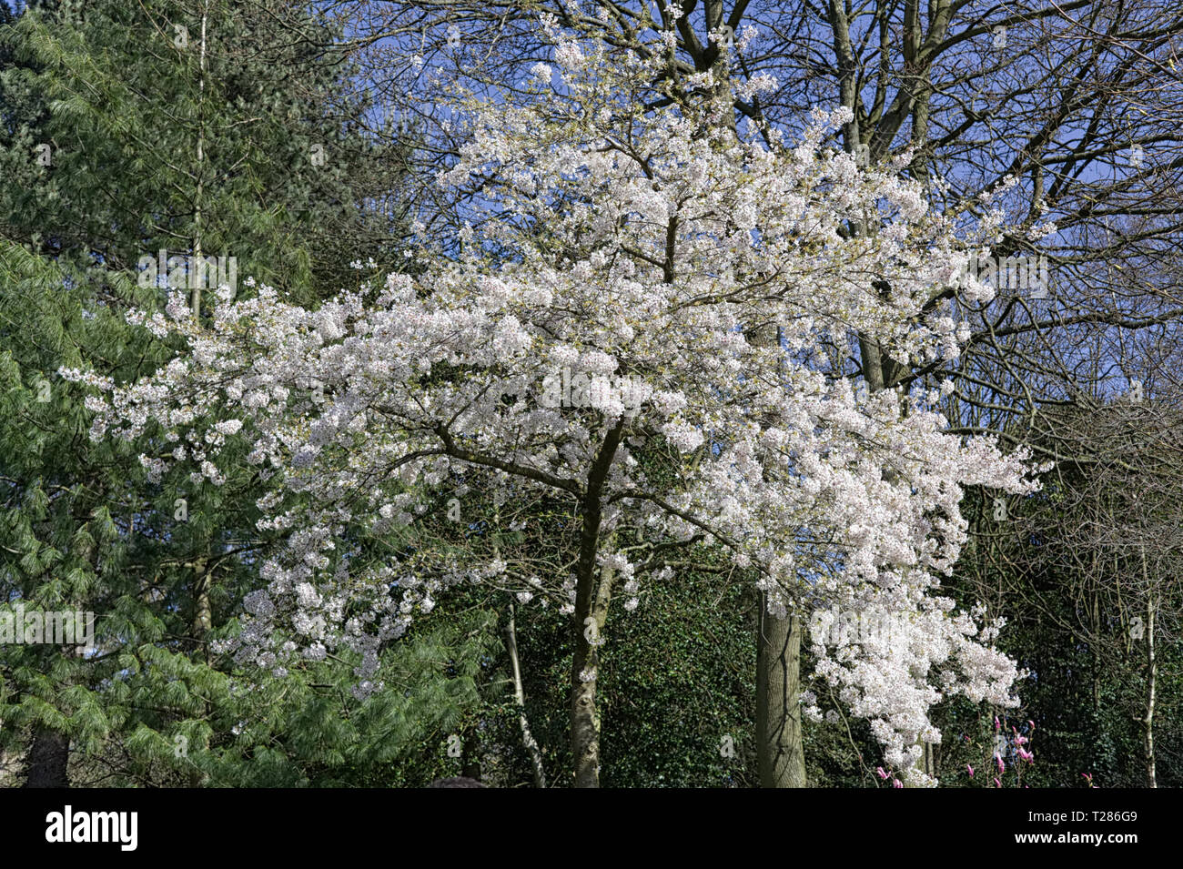 Prunus Jamasakura. Japanese Mountain Cherry tree in blossom Stock Photo ...