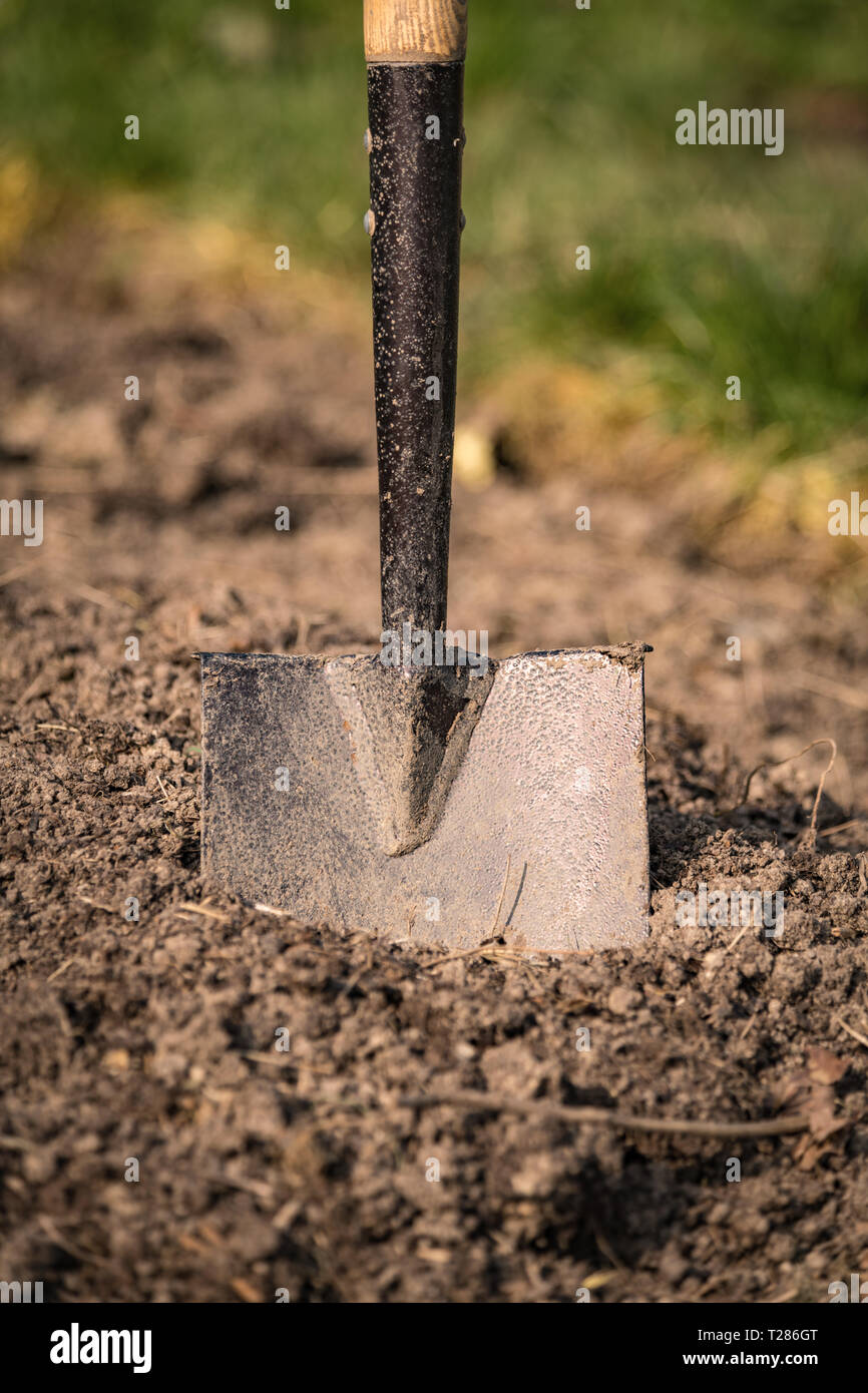 Spade stuck in the soil Stock Photo - Alamy
