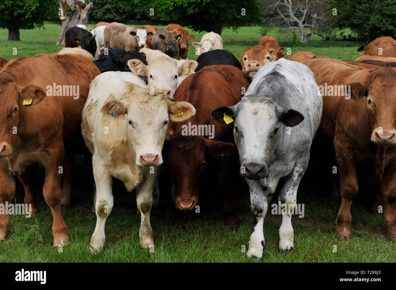 Standing cows hi-res stock photography and images - Alamy
