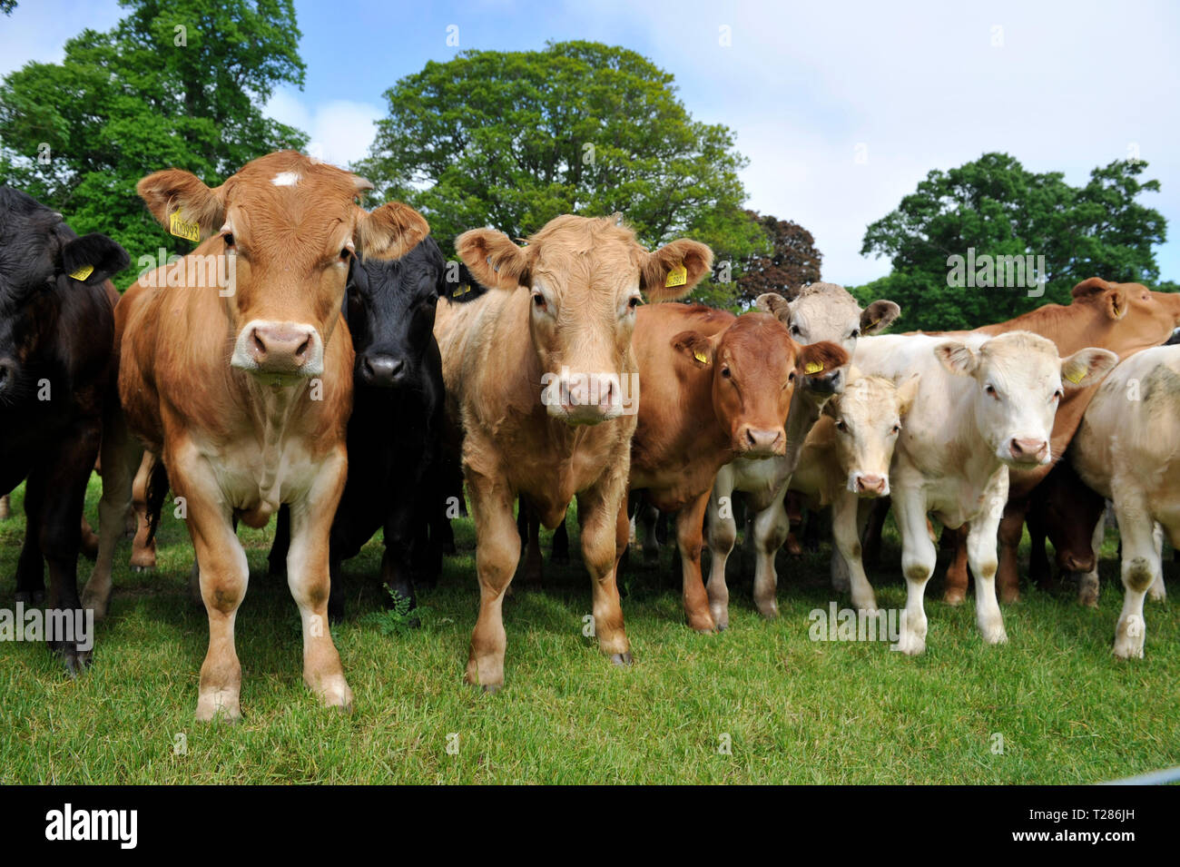 Posing cows hi-res stock photography and images - Alamy