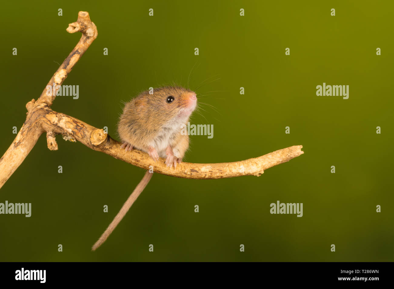 Cute furry animal hi-res stock photography and images - Alamy
