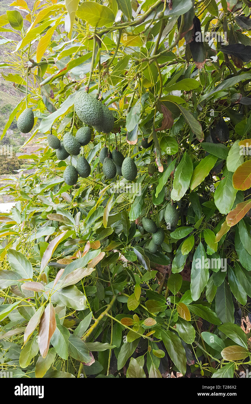 advocate tree in canary islands Stock Photo - Alamy