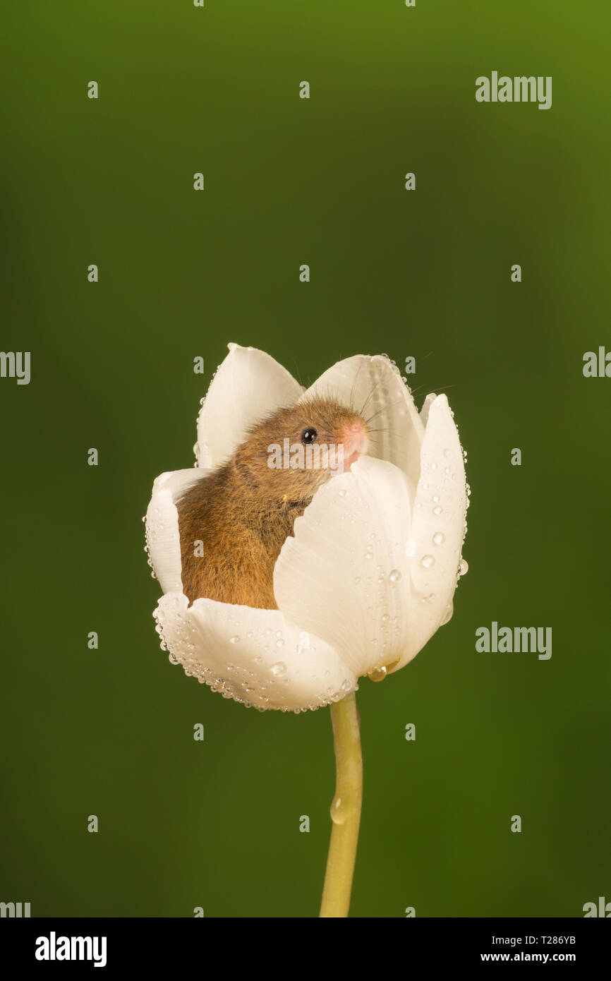Harvest mouse (Micromys minutus), a small mammal or rodent species ...