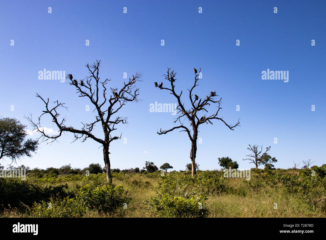 White-backed Vulture Flock Birds Perched Resting Dry Season Snag Dead ...