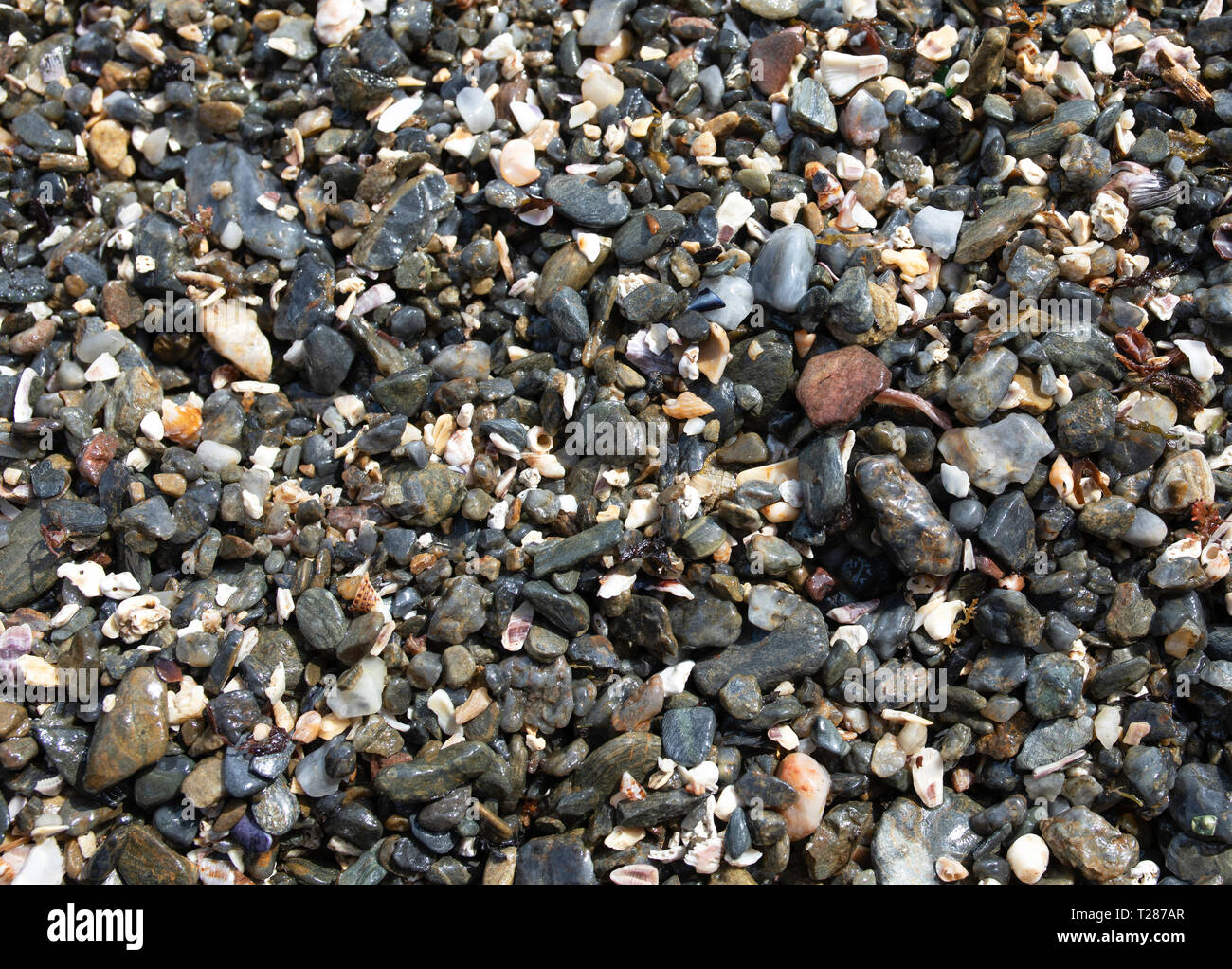 Stones and shells on beach hi-res stock photography and images - Alamy