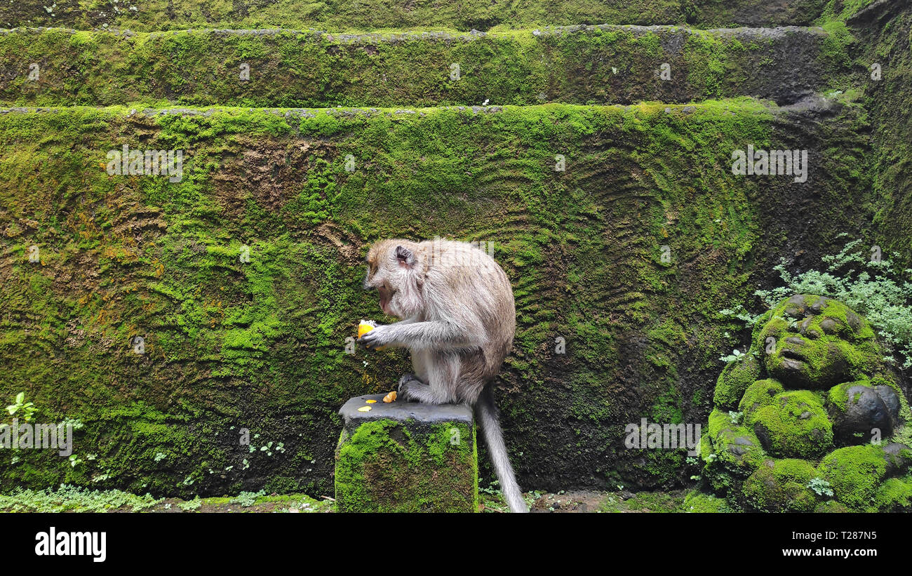 Portrait of a monkey sitting on a stone Stock Photo - Alamy