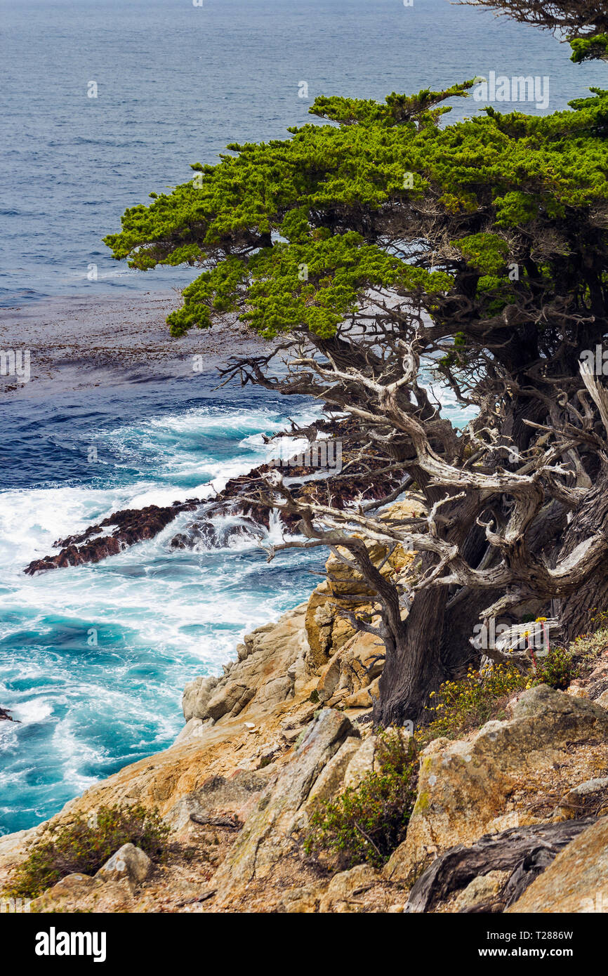 Point lobos state park hi-res stock photography and images - Alamy