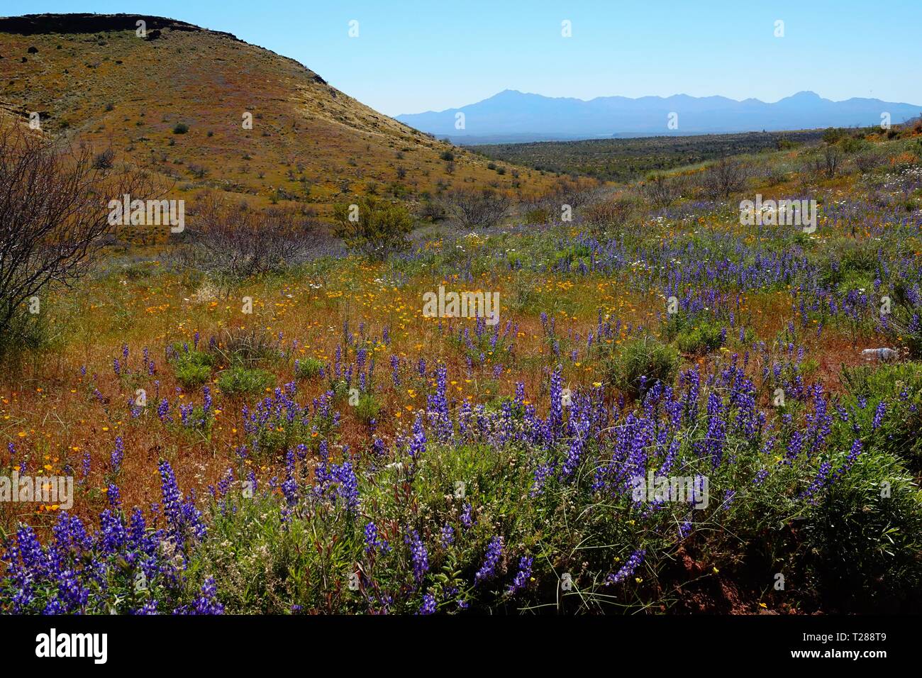 Wildflowers in the bloom in the Arizona desert of Peridot Mesa Stock ...