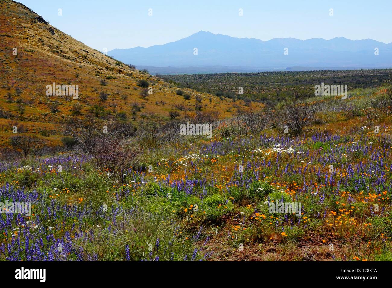 Wildflowers in the bloom in the Arizona desert of Peridot Mesa Stock ...
