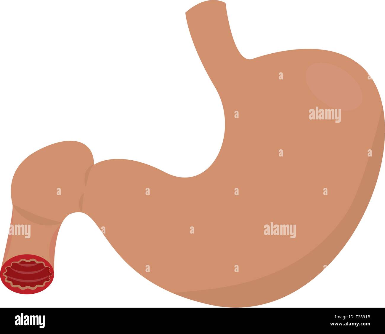 Anatomy human stomach Stock Vector Images - Alamy