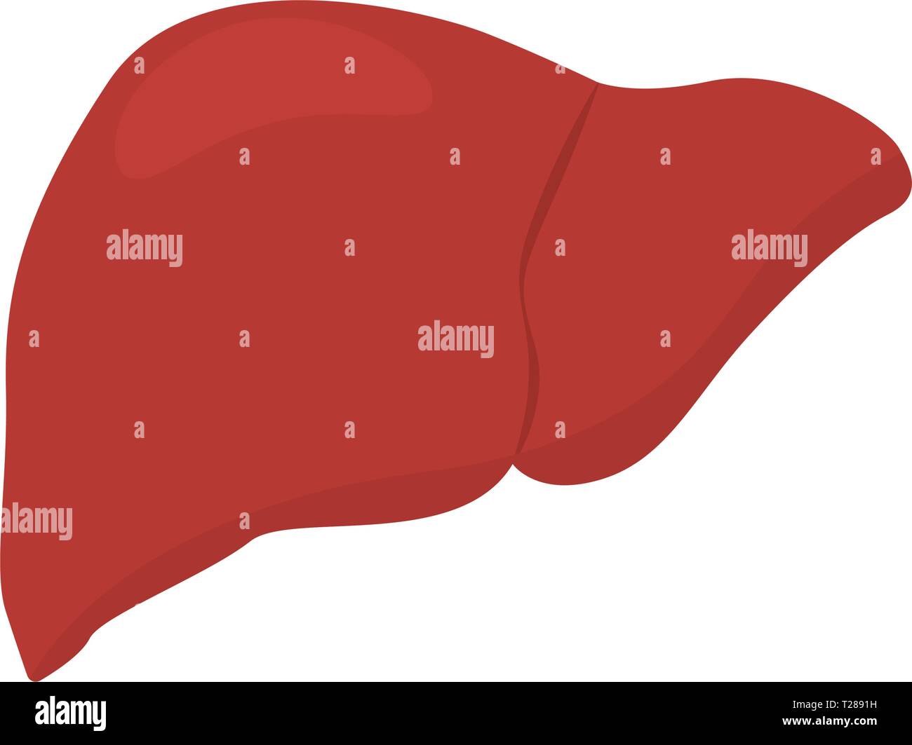 Abstract human liver Stock Vector Image & Art - Alamy