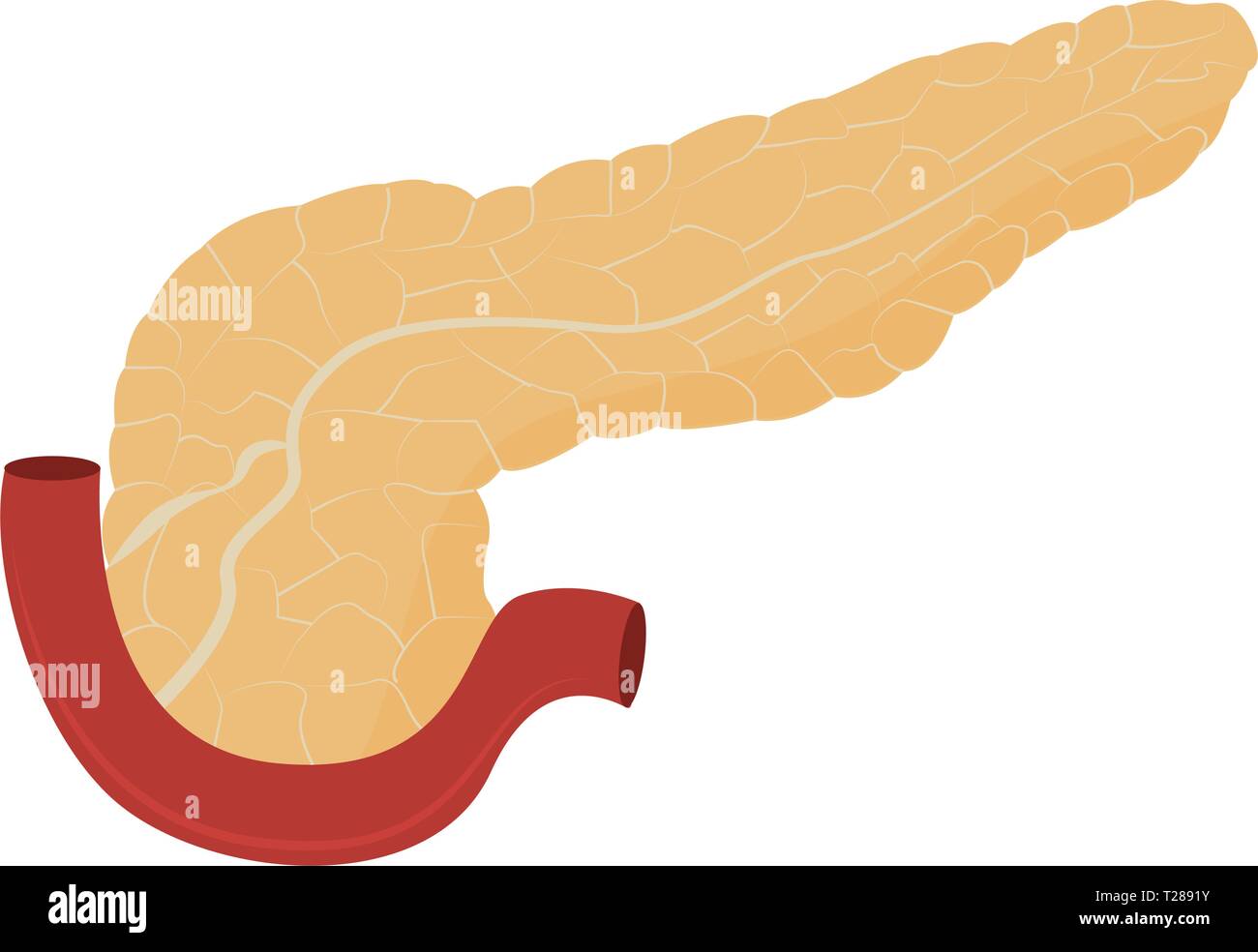 Abstract human Pancreas Stock Vector Image & Art - Alamy