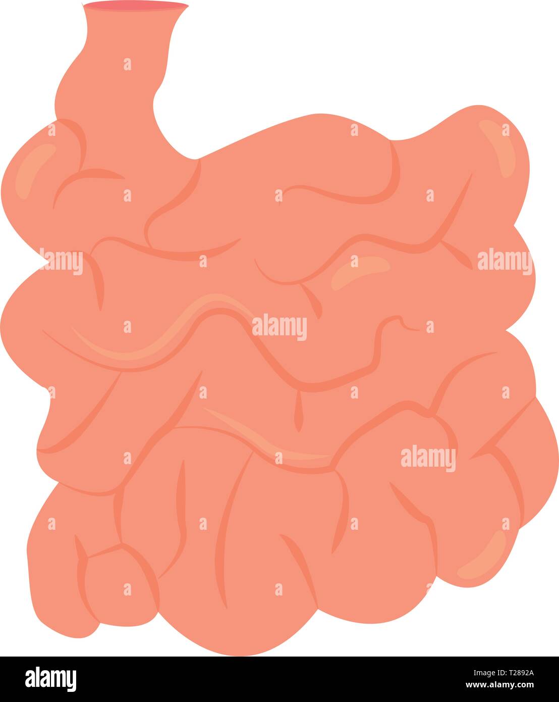 Abstract human small intestine Stock Vector Image & Art - Alamy