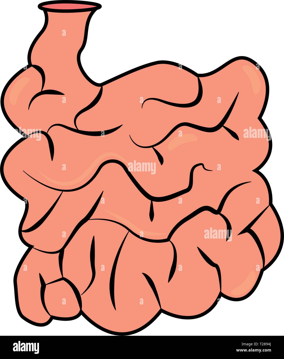 Abstract human small intestine Stock Vector Image & Art - Alamy