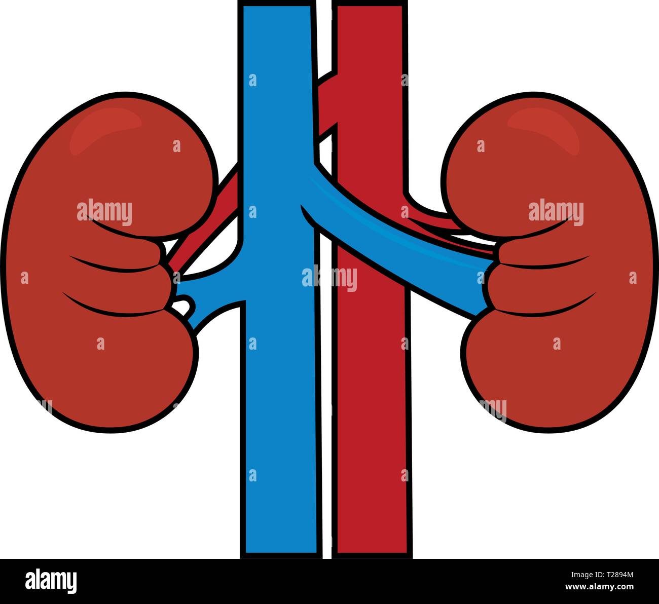 Abstract human kidney Stock Vector Image & Art - Alamy
