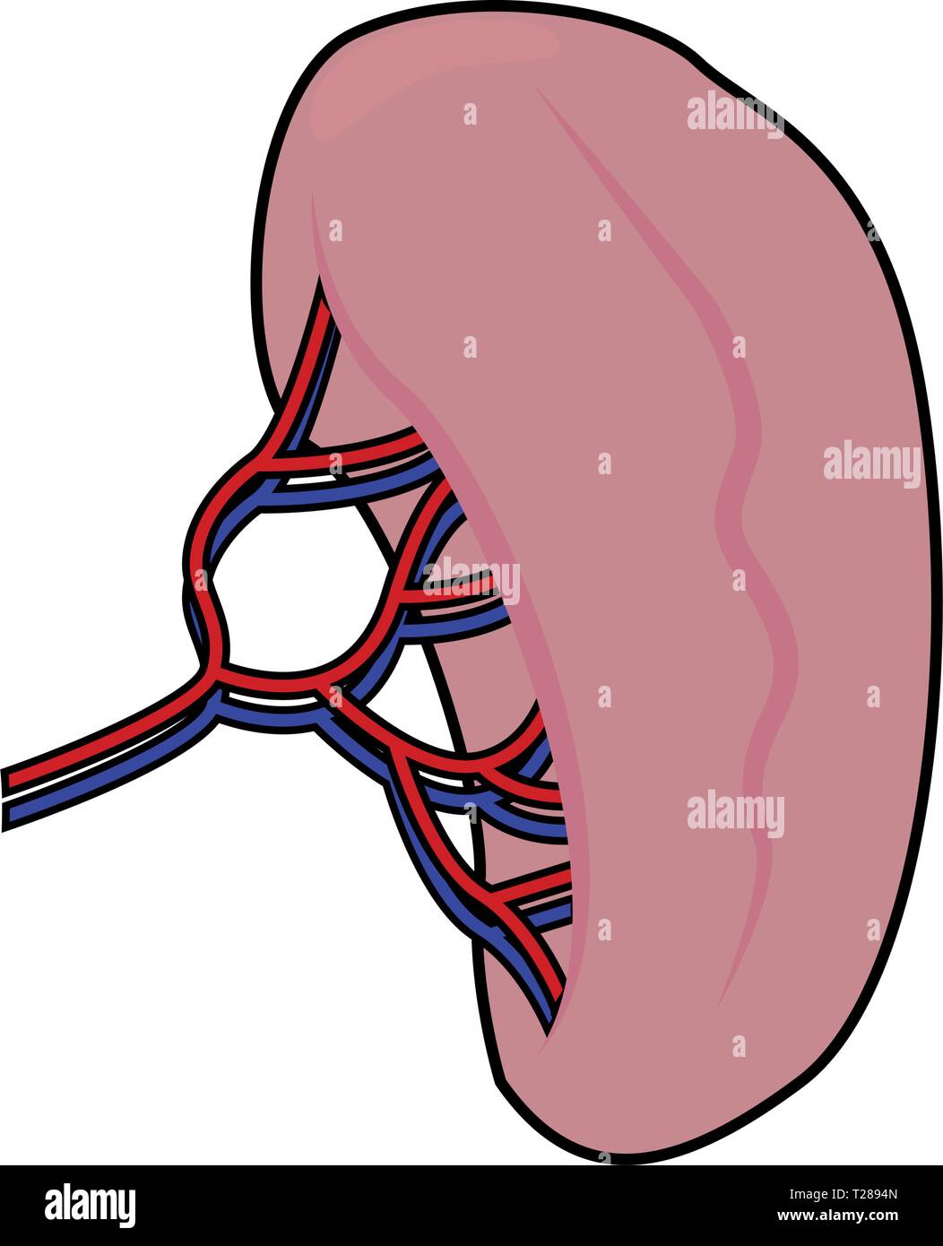 Abstract human kidney Stock Vector Image & Art - Alamy