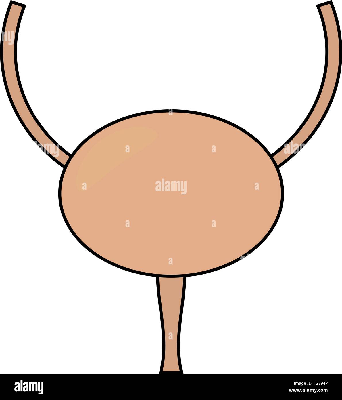 Abstract human bladder Stock Vector Image & Art - Alamy