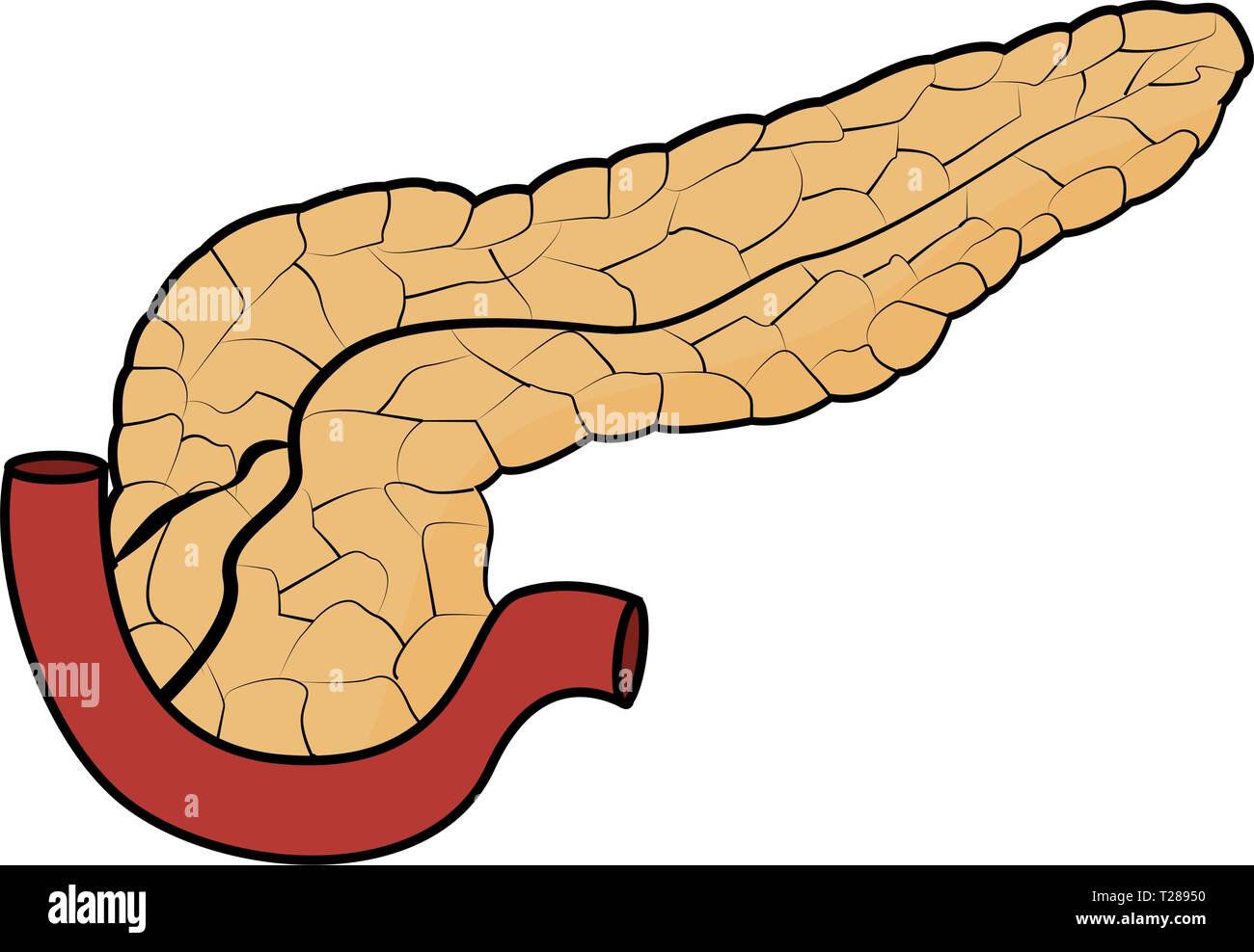 Abstract human Pancreas Stock Vector Image & Art - Alamy